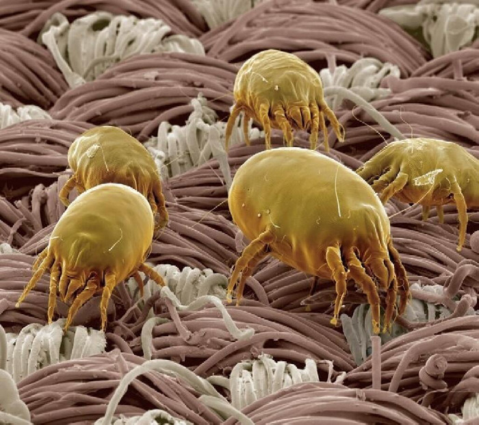 Pomôže tepovanie pri boji s roztočmi